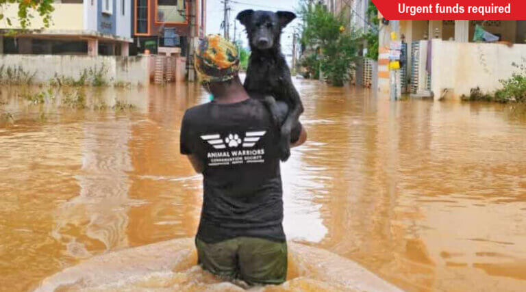 Save Animals From Floods - Animal Warriors Conservation Society